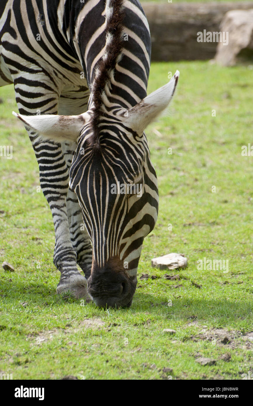 Zebrafohlen hi-res stock photography and images - Alamy