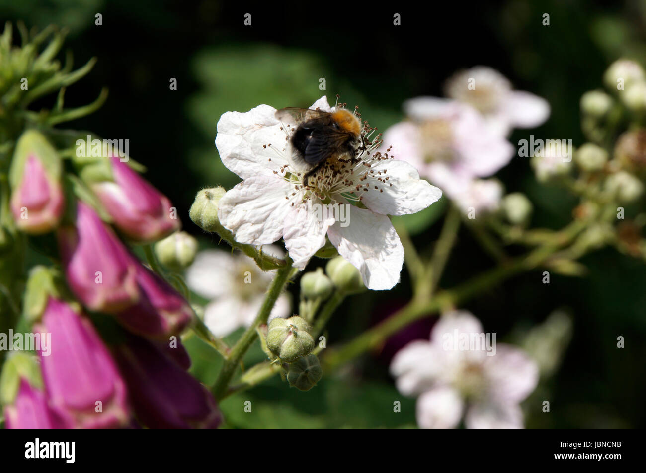 Brombeerstrauch hi-res stock photography and images - Alamy