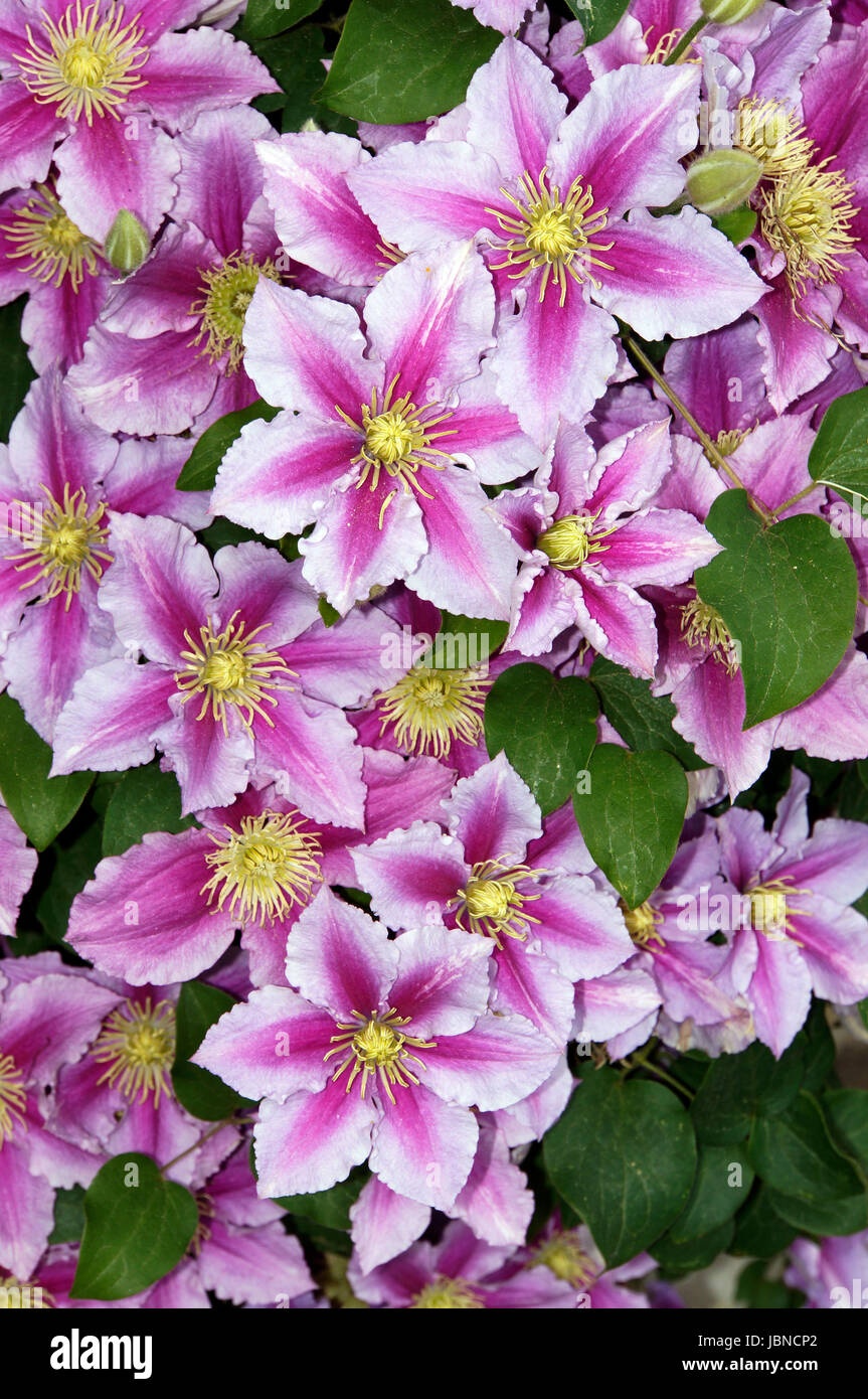 Clematis Clematis Rose Rosa High Resolution Stock Photography and Images - Alamy