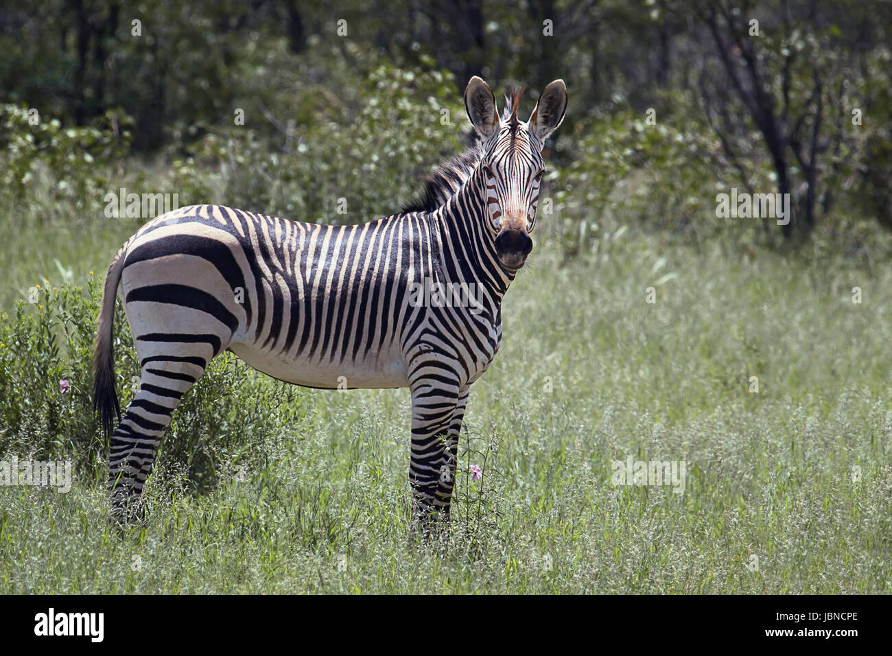 Hartmanns bergzebra hi-res stock photography and images - Alamy