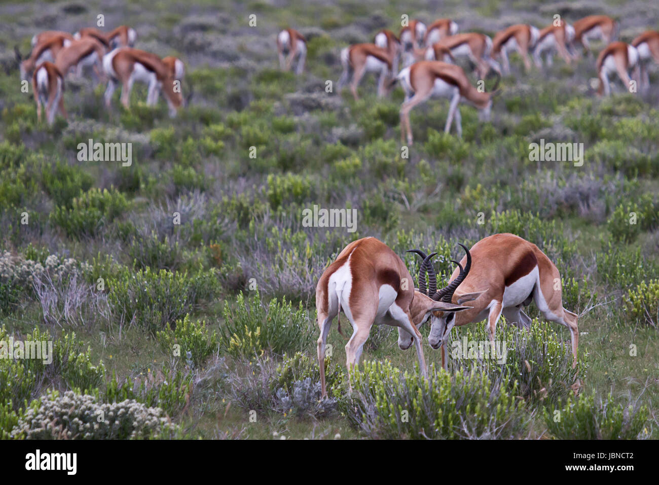 Springbok antelope fighting etosha hi-res stock photography and images ...