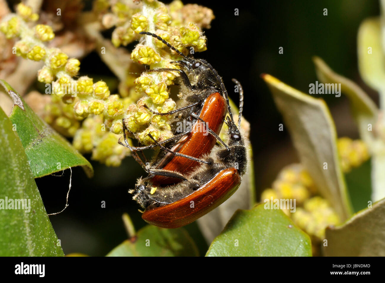 Sheet beetles hi-res stock photography and images - Alamy