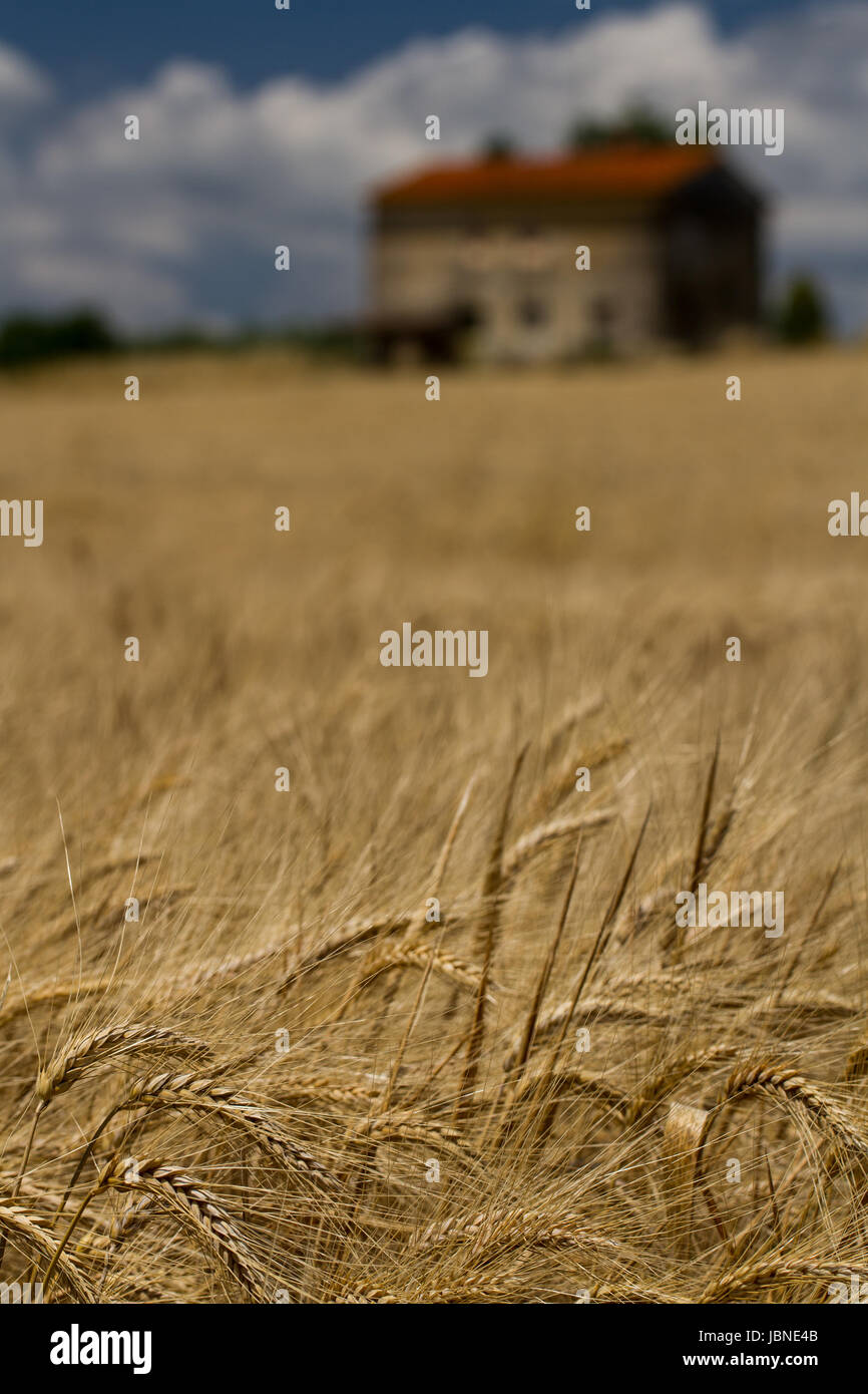 Into the Barley Field- An abandoned Italian farm house with a red roof ...