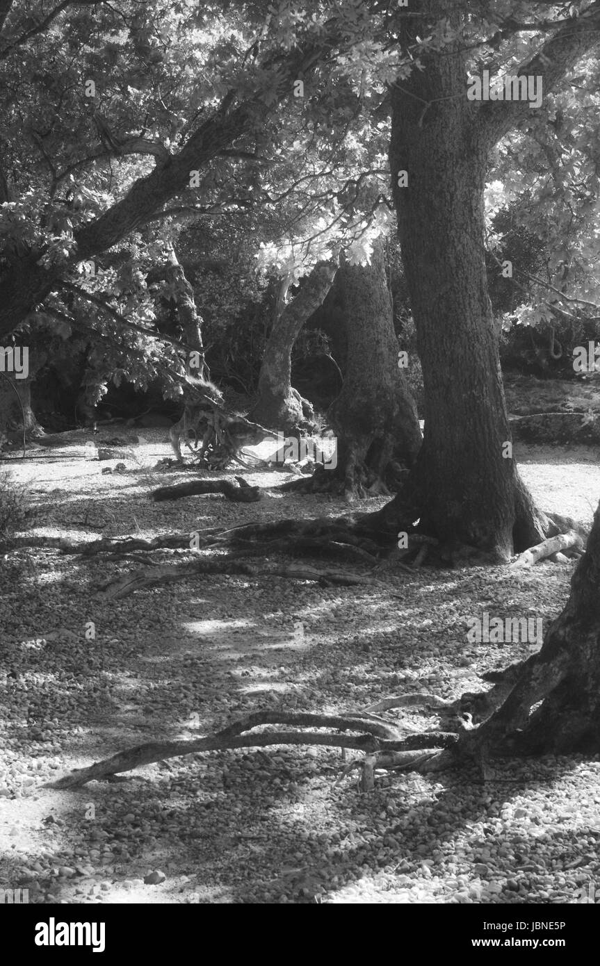 Tree glen in the sunlight in black and white Stock Photo - Alamy