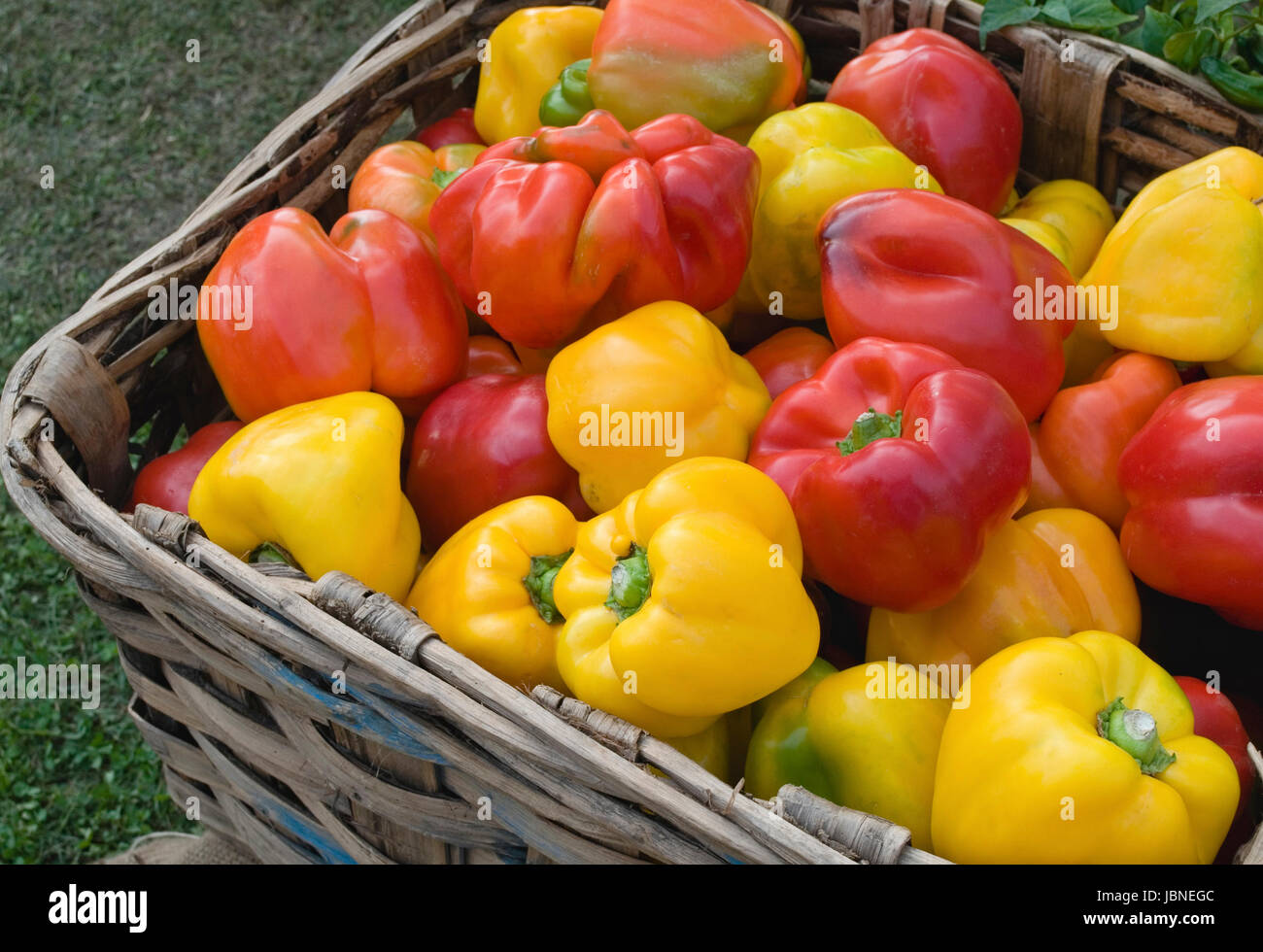 peppers with different colors in basket Stock Photo - Alamy