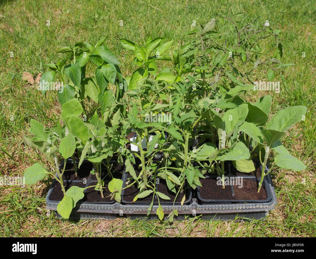 Plug plants meadow hi-res stock photography and images - Alamy