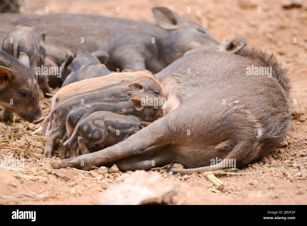an asiatic wild boar feeding their baby Stock Photo - Alamy