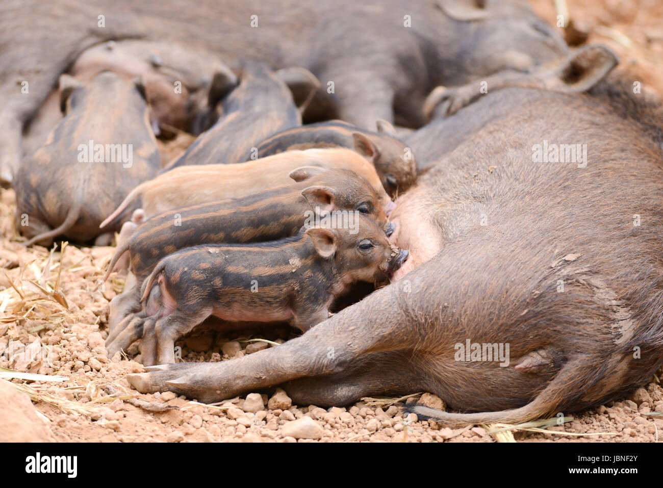 an asiatic wild boar feeding their baby Stock Photo - Alamy