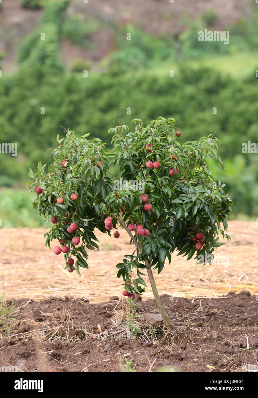 Lichi in the tree hi-res stock photography and images - Alamy