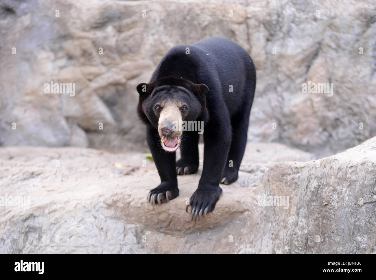 Malayan sun bear stand hi-res stock photography and images - Alamy