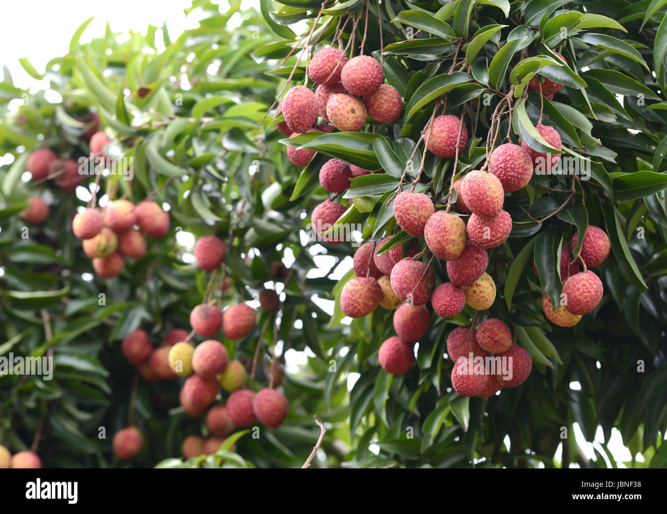 Lichi in the tree hi-res stock photography and images - Alamy