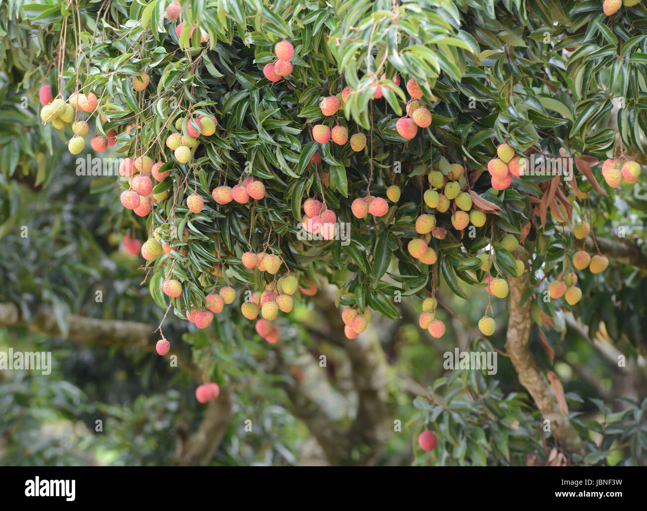 Lichi in the tree hi-res stock photography and images - Alamy