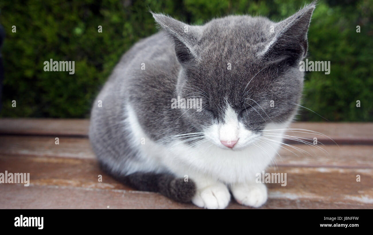 Grey and white cat. Wildlife Photography. Portrait Stock Photo - Alamy