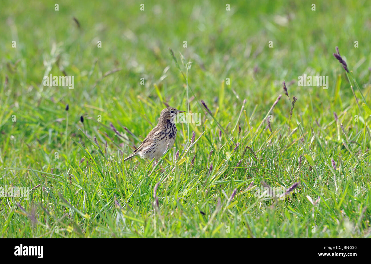 Pipit plant hi-res stock photography and images - Alamy