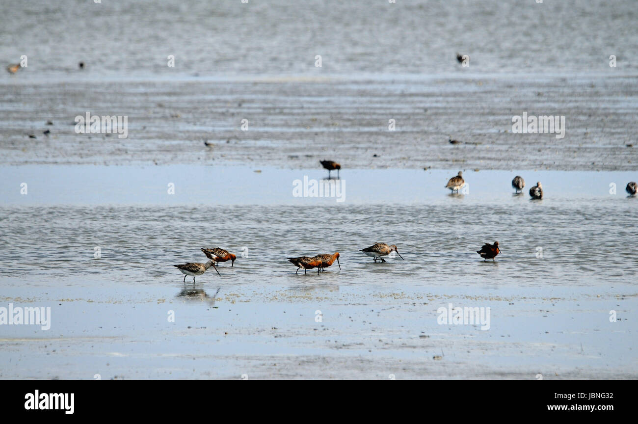 Snipes island hi-res stock photography and images - Alamy