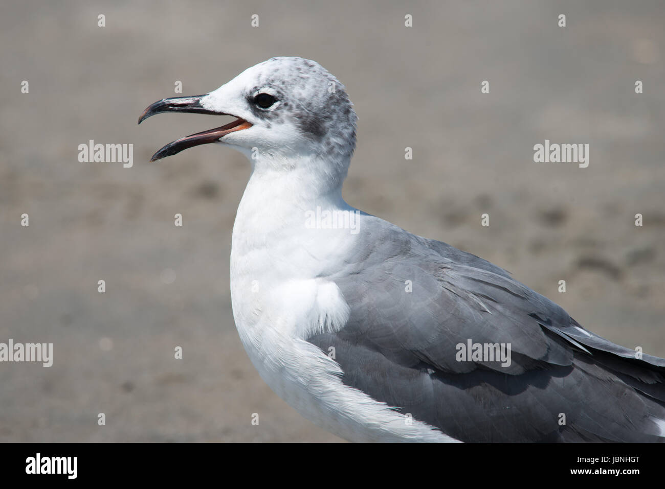Closeup view of a Seagull on Beach Stock Photo - Alamy