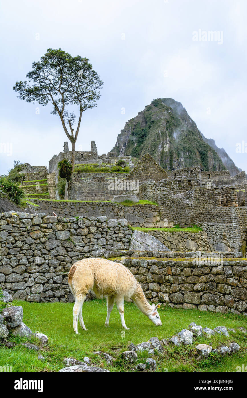 Lama grazing at Machu Picchu- Incas ruins in Andes,Cuzco region Stock ...