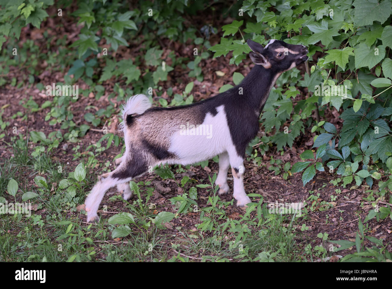 Pygmy Goats Eat What
