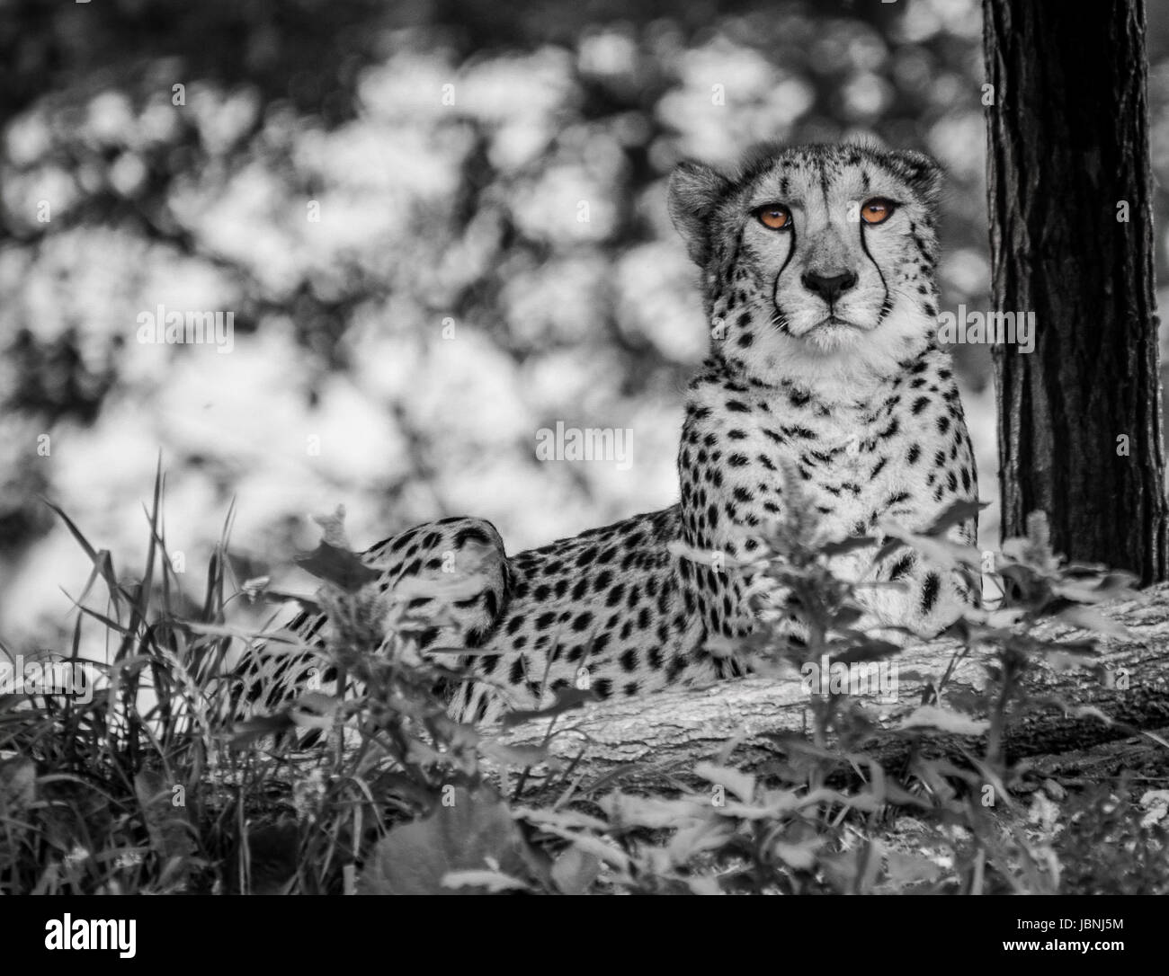 Cheetah eyes hi-res stock photography and images - Alamy