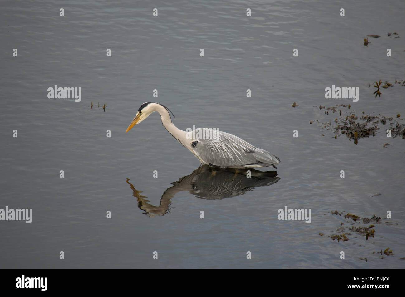 Grey heron ireland hi-res stock photography and images - Alamy