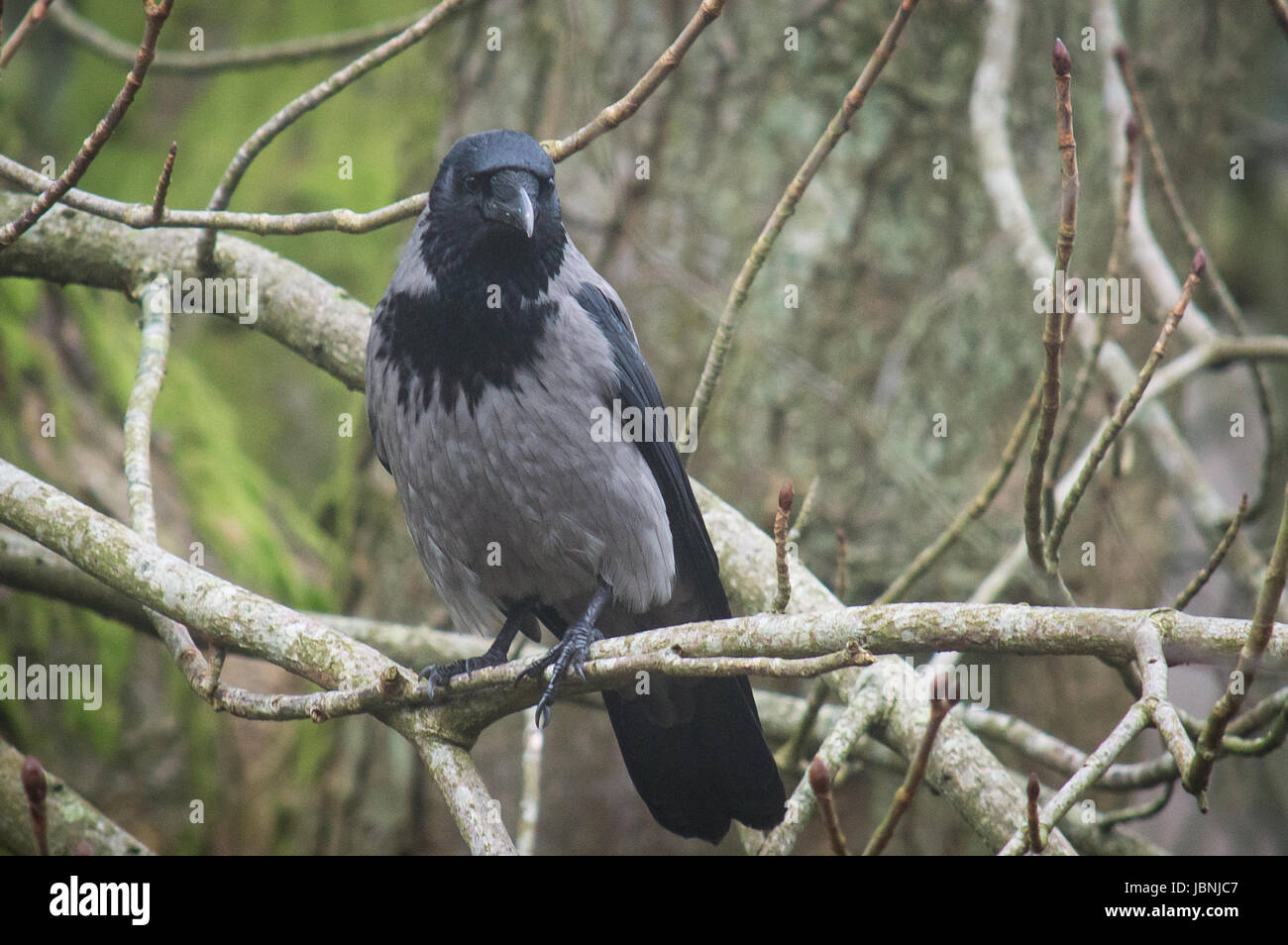 Hooded crow on branch Stock Photo - Alamy