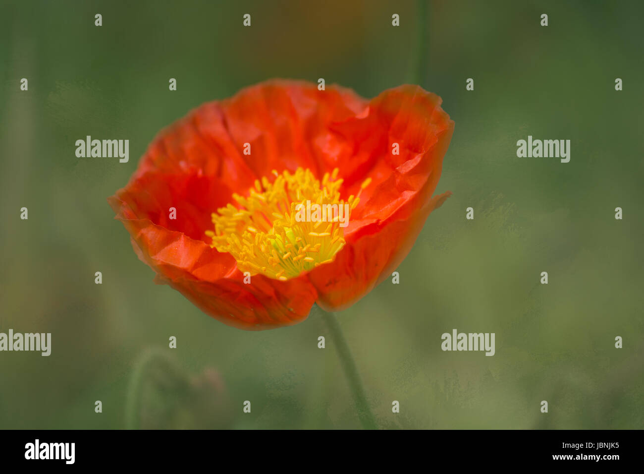 Red Poppy - texture background Stock Photo - Alamy