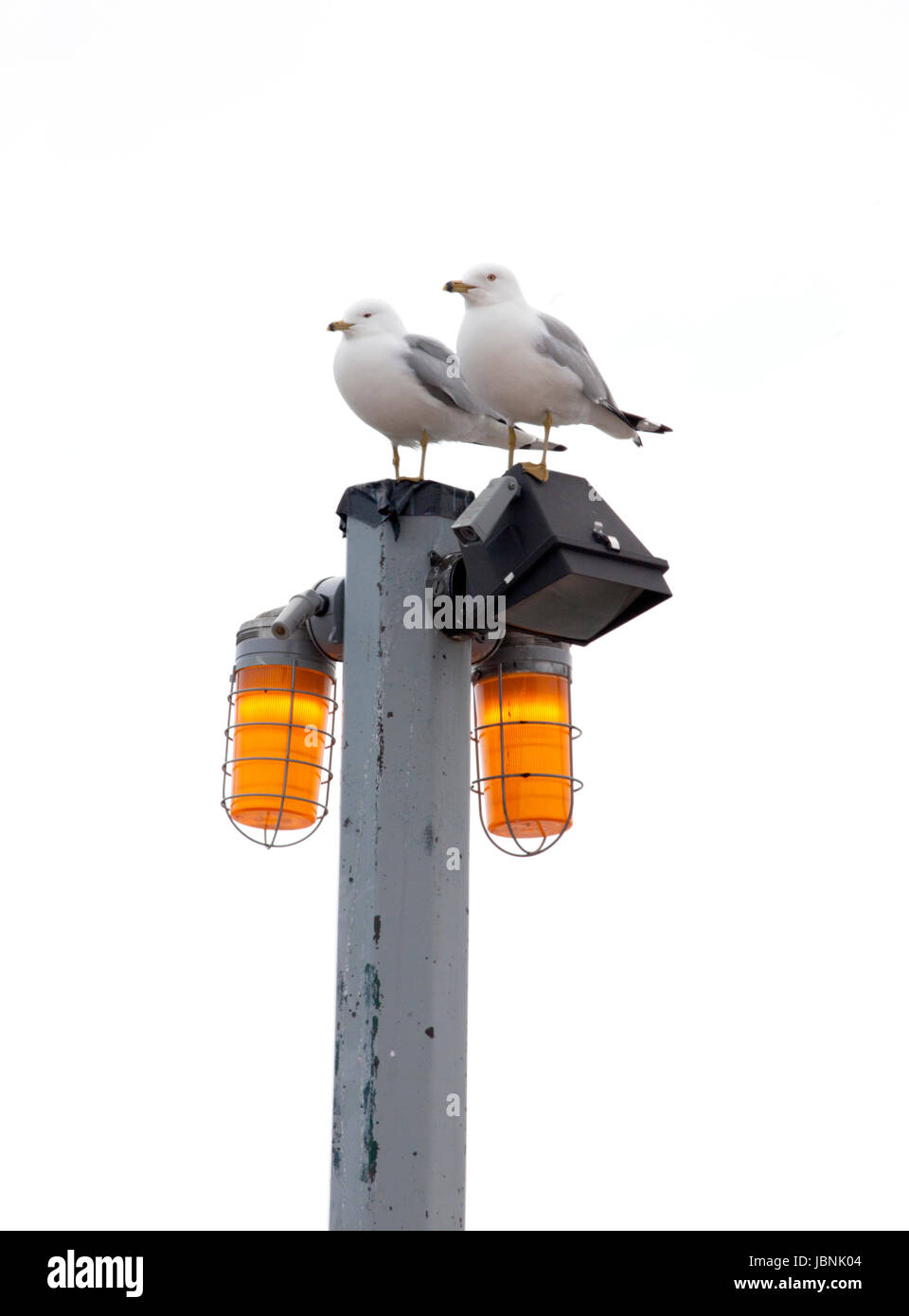 Birds roosting hi-res stock photography and images - Alamy