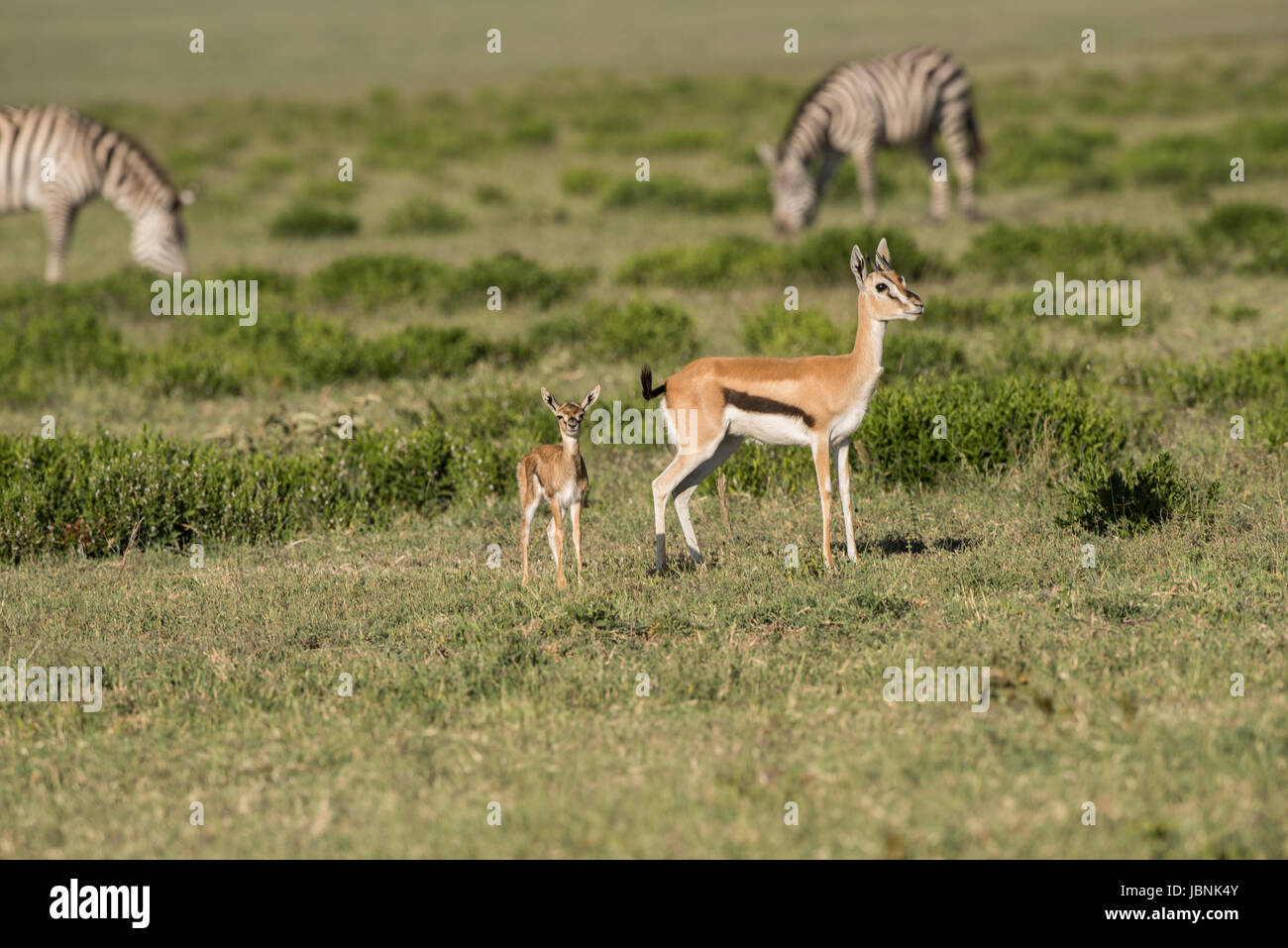 Thomson's Gazelle with fawn, Serengeti Stock Photo - Alamy
