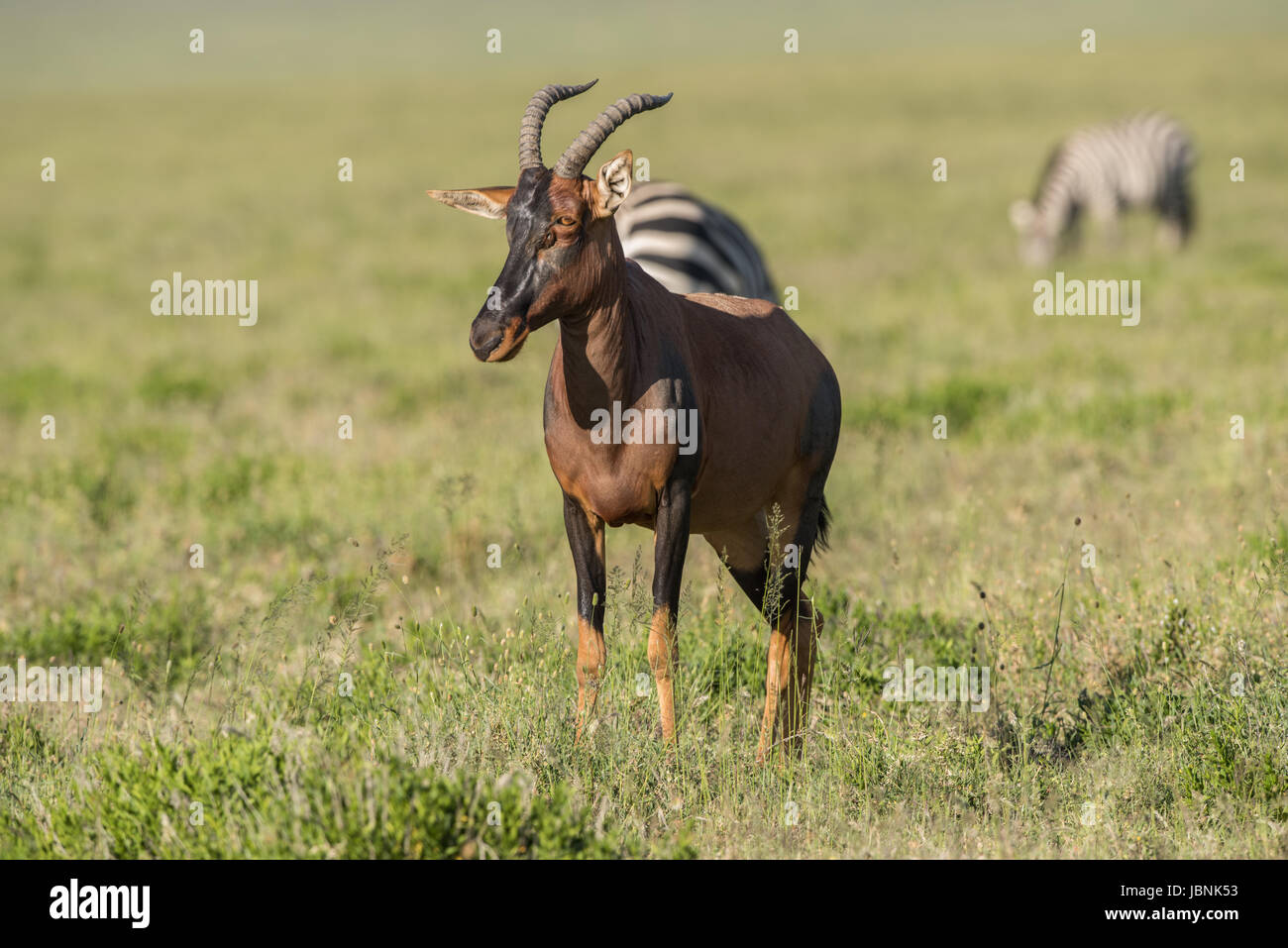 Topi, Serengeti National Park, Tanzania Stock Photo - Alamy