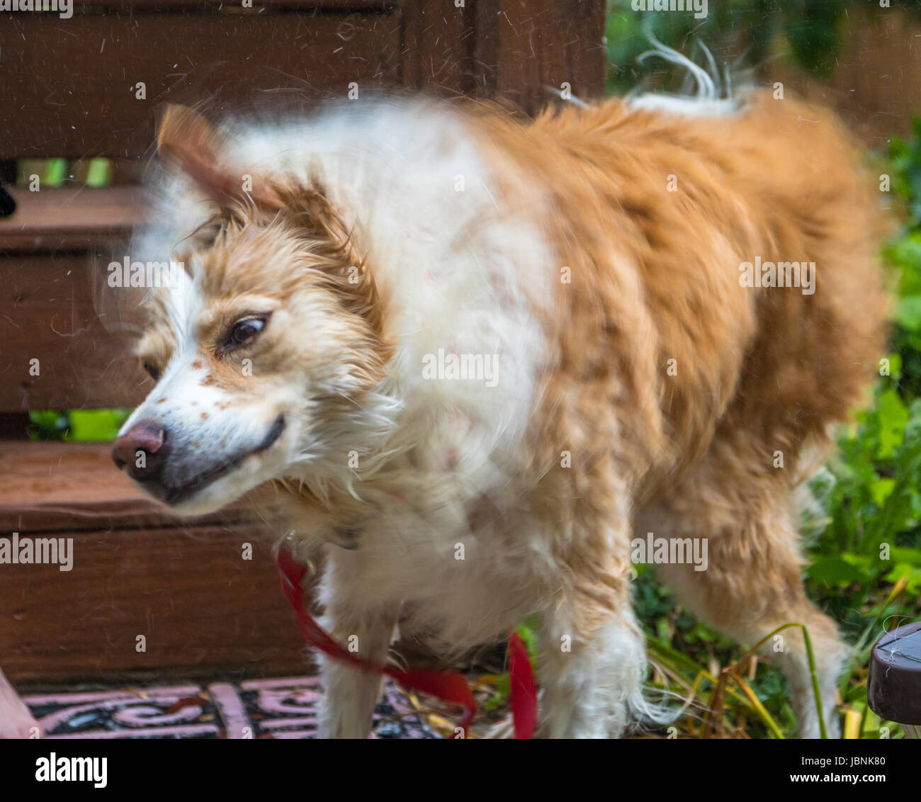 Horizontal photo of a blonde border collie mix shaking vigorously right ...