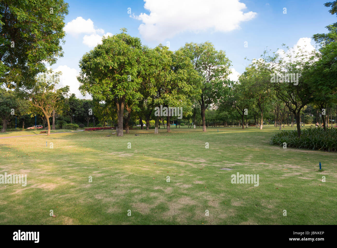 And green the grass in the park Stock Photo - Alamy