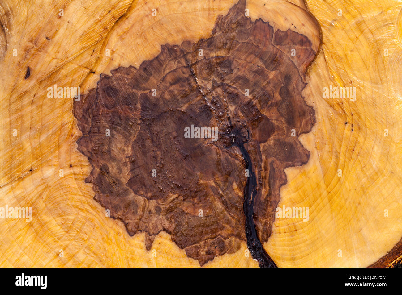 Closeup, macro of a sawed birch stump. Texture and pattern on the ...
