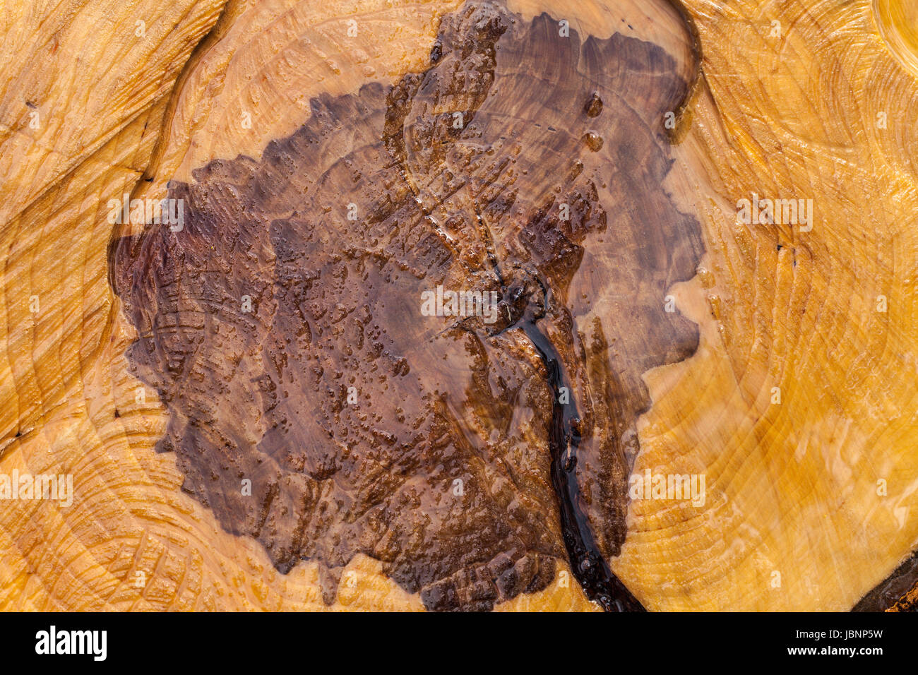 Closeup, macro of a sawed birch stump. Texture and pattern on the ...
