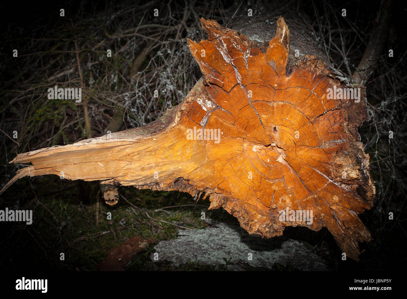 Closeup, macro of a fallen tree. Texture and pattern on the surface ...