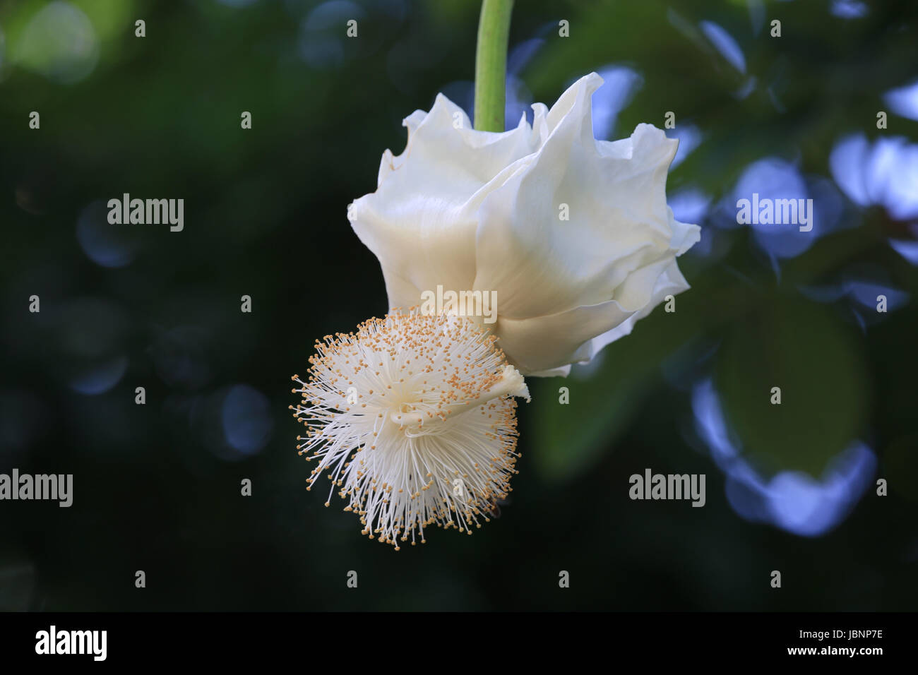 Baobab flower at sunrise Stock Photo - Alamy