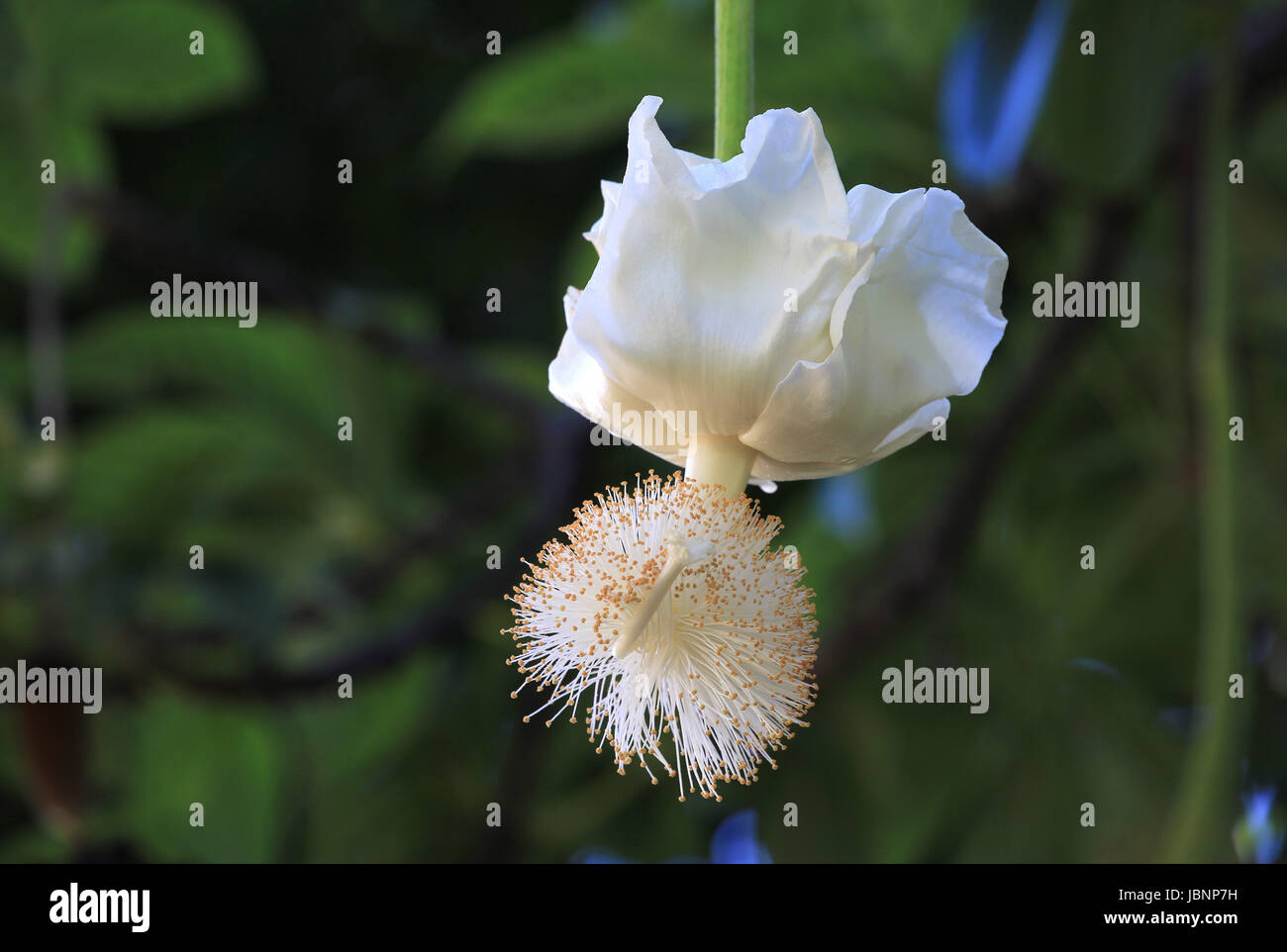 Baobab flower at sunrise Stock Photo - Alamy