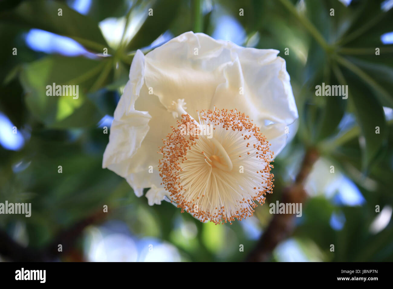 Baobab flower at sunrise Stock Photo - Alamy