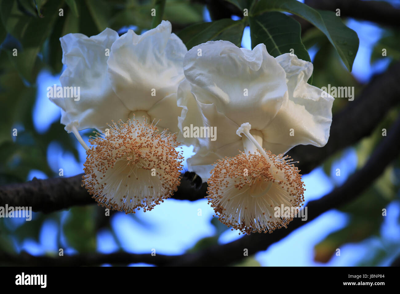 Baobab flowers at sunrise Stock Photo - Alamy