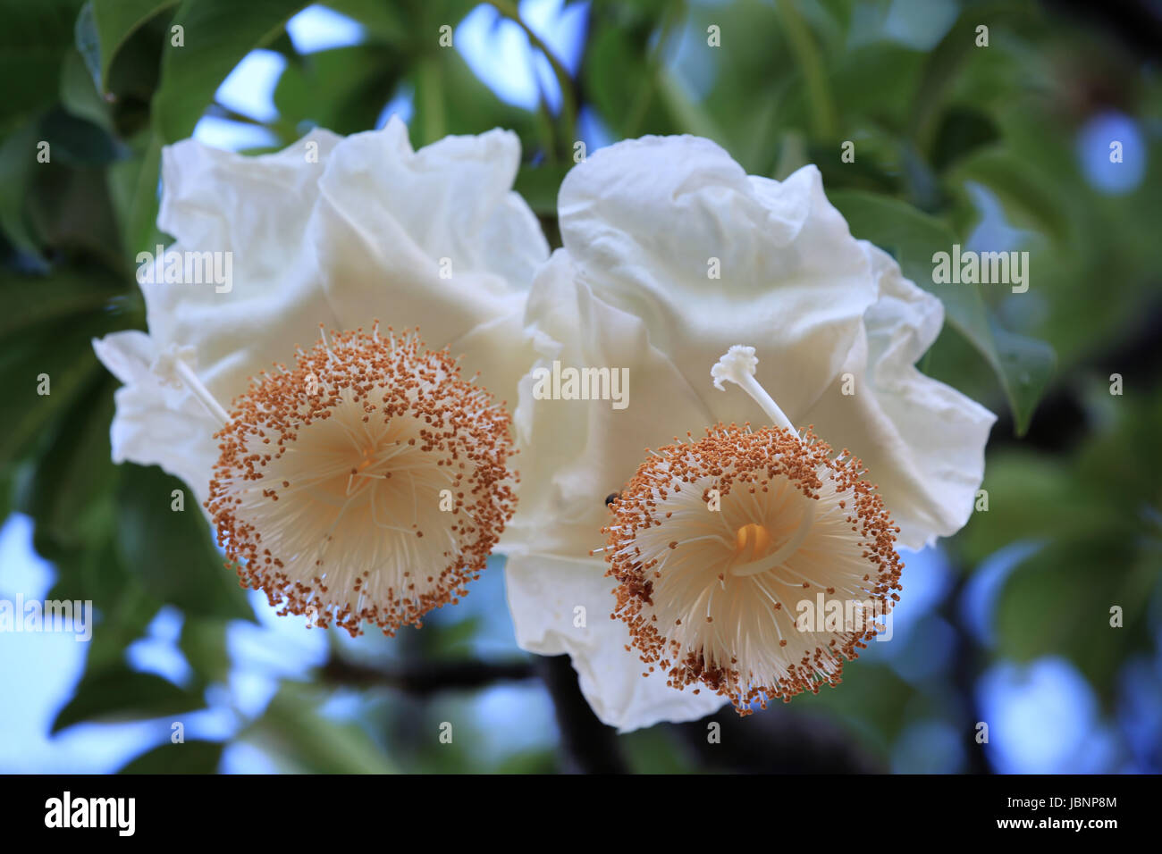 Baobab Flower