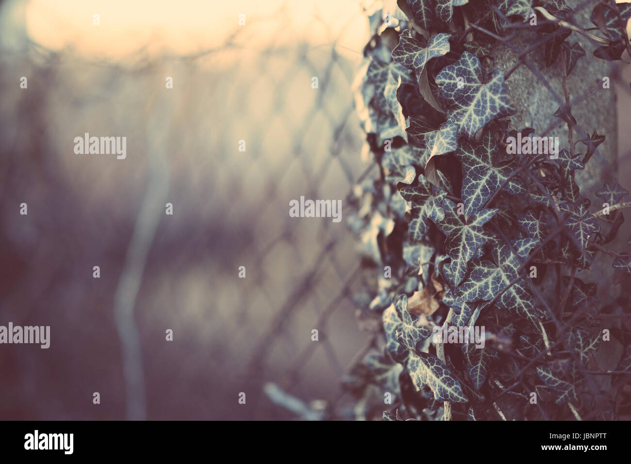 English ivy garden ground hi-res stock photography and images - Alamy