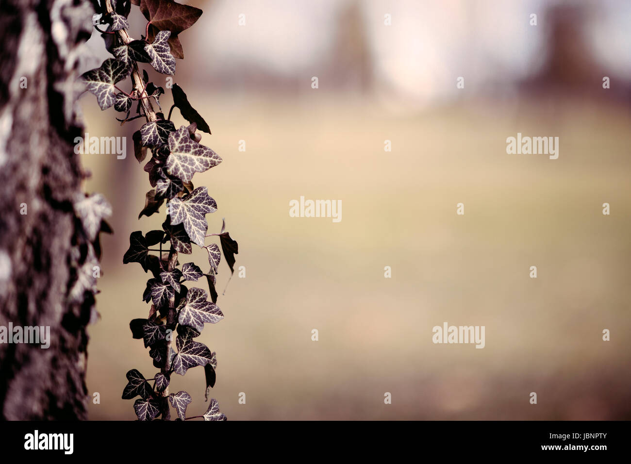 English ivy garden ground hi-res stock photography and images - Alamy