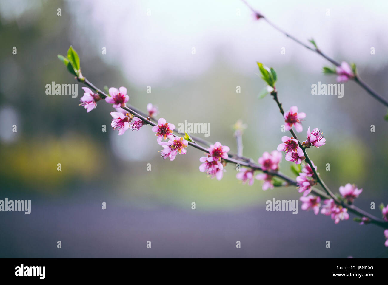 Tree flower blossom at spring in april Stock Photo - Alamy