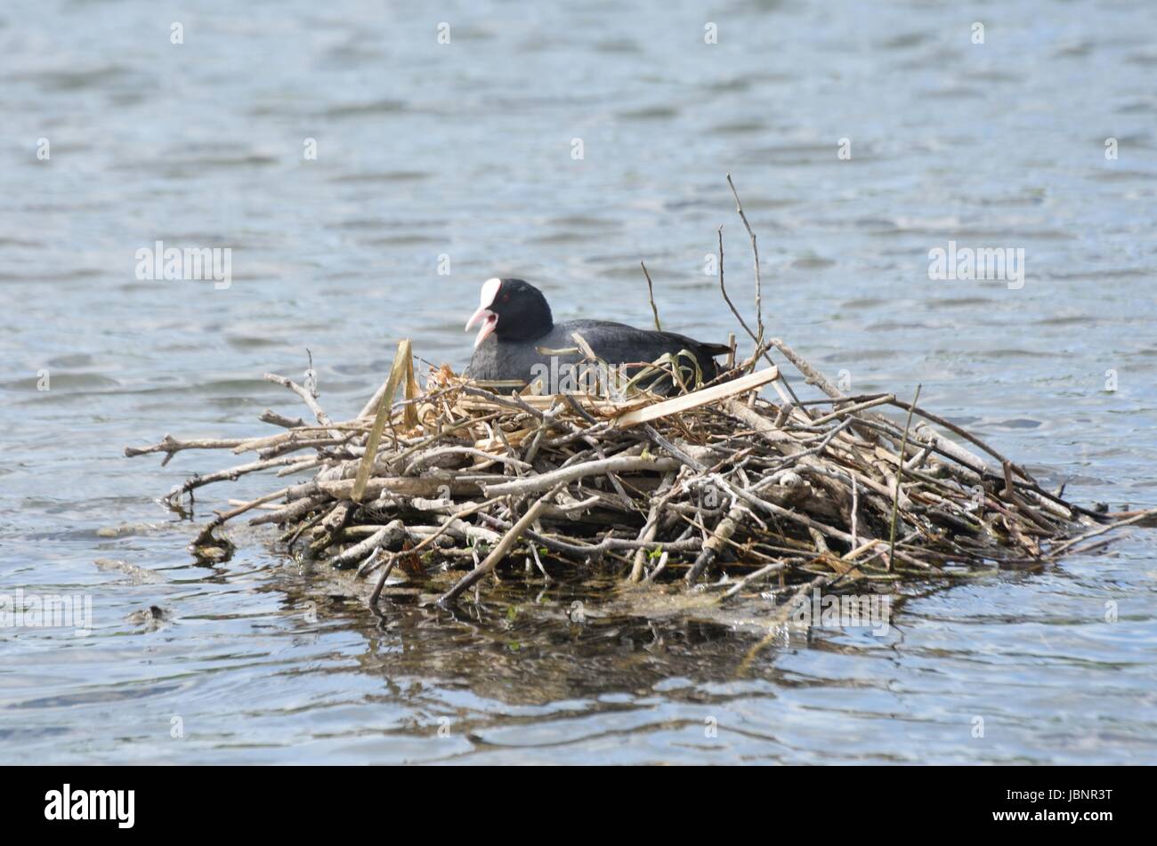 Coot reed nest hi-res stock photography and images - Alamy
