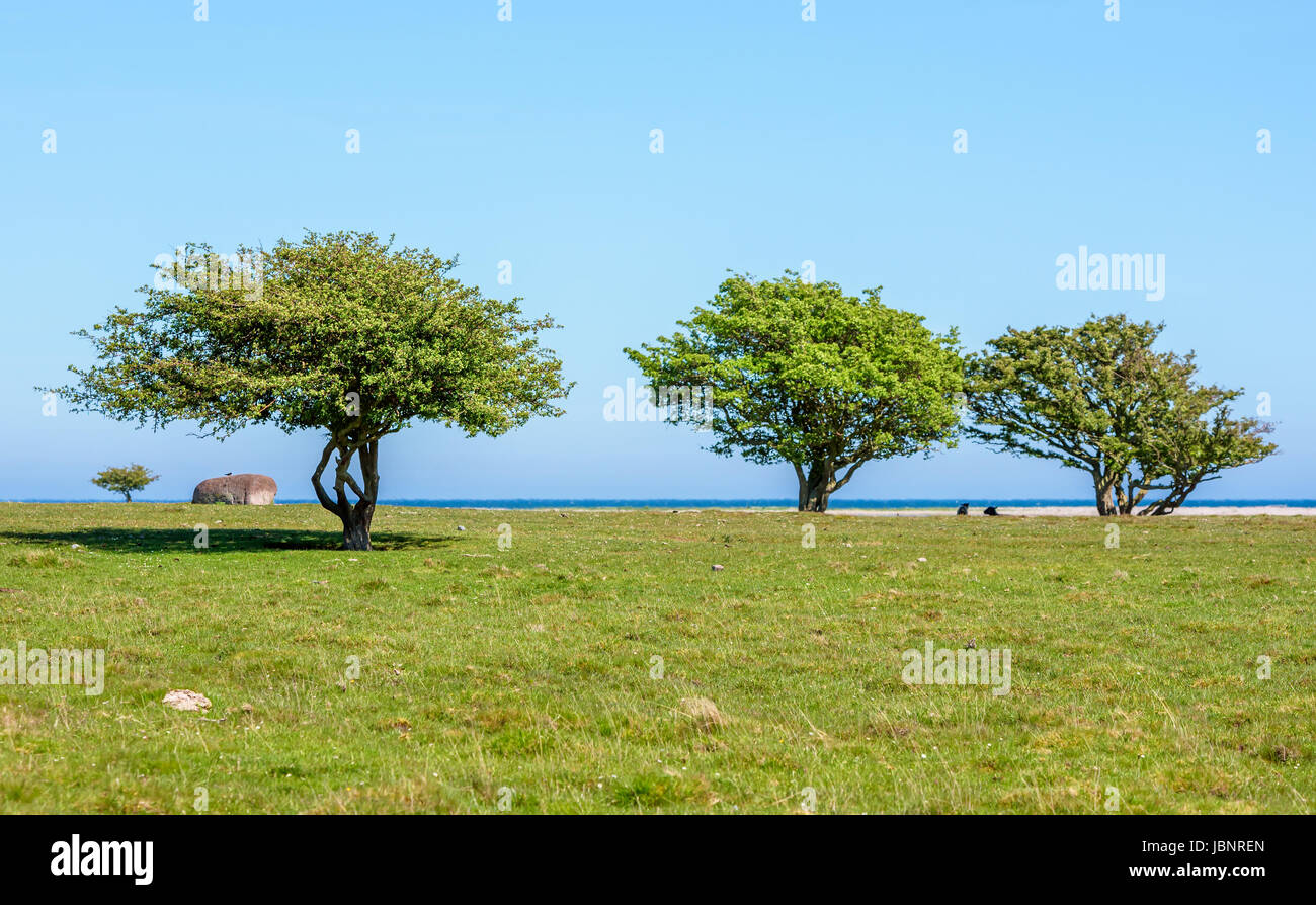 Ocean growing trees hi-res stock photography and images - Alamy