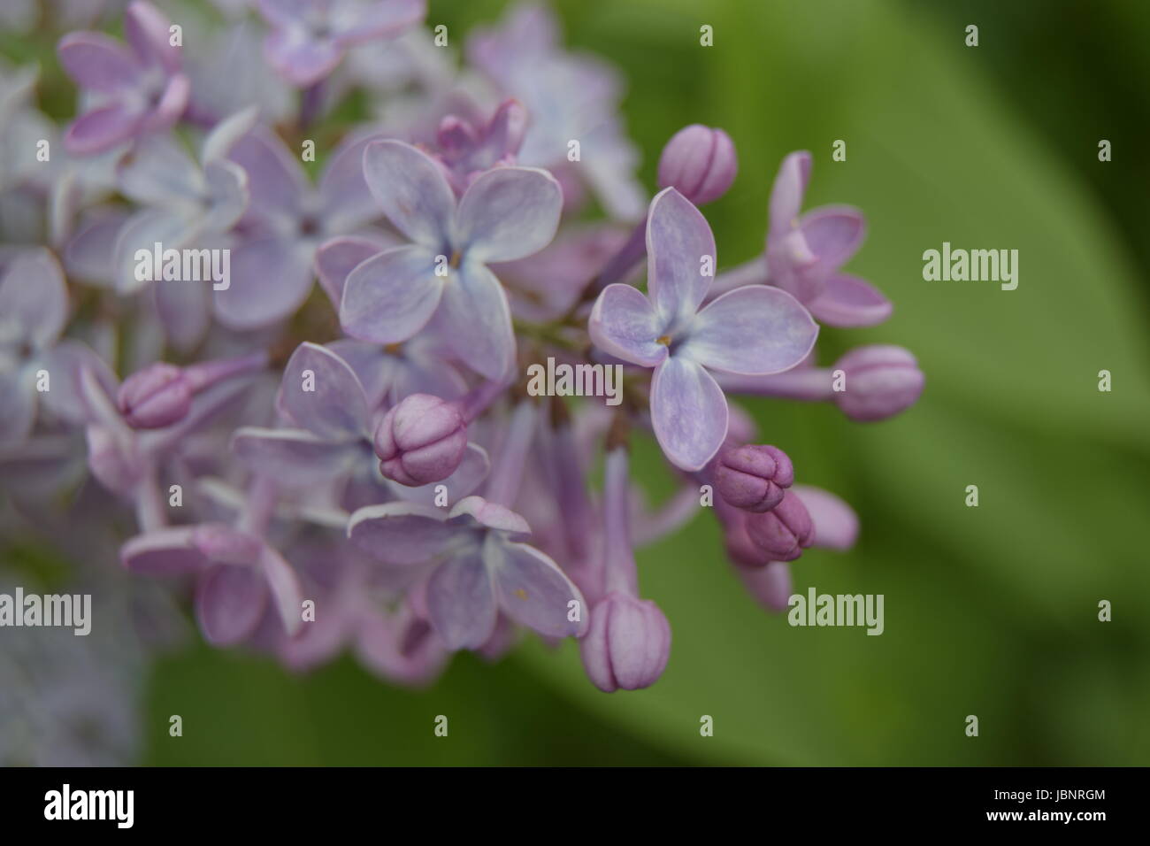 Flowering panicle of a common lilac shrub Stock Photo - Alamy