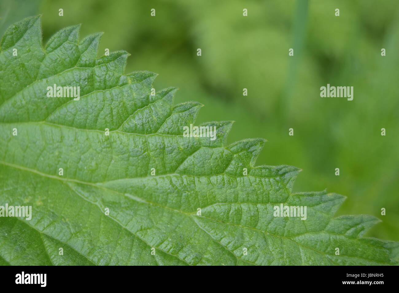Toothed leaf edge hi-res stock photography and images - Alamy