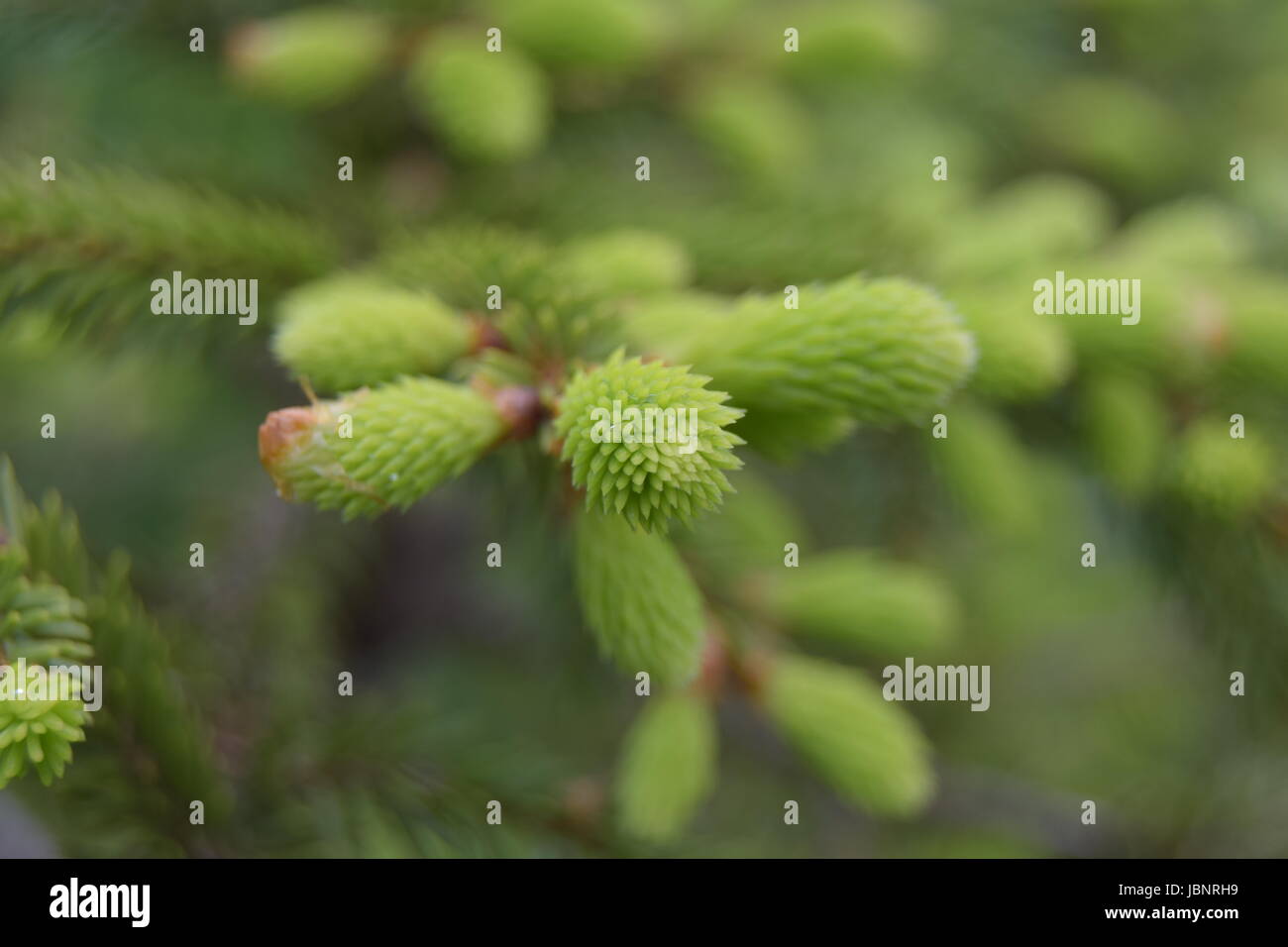 Young spruce tips hi-res stock photography and images - Alamy