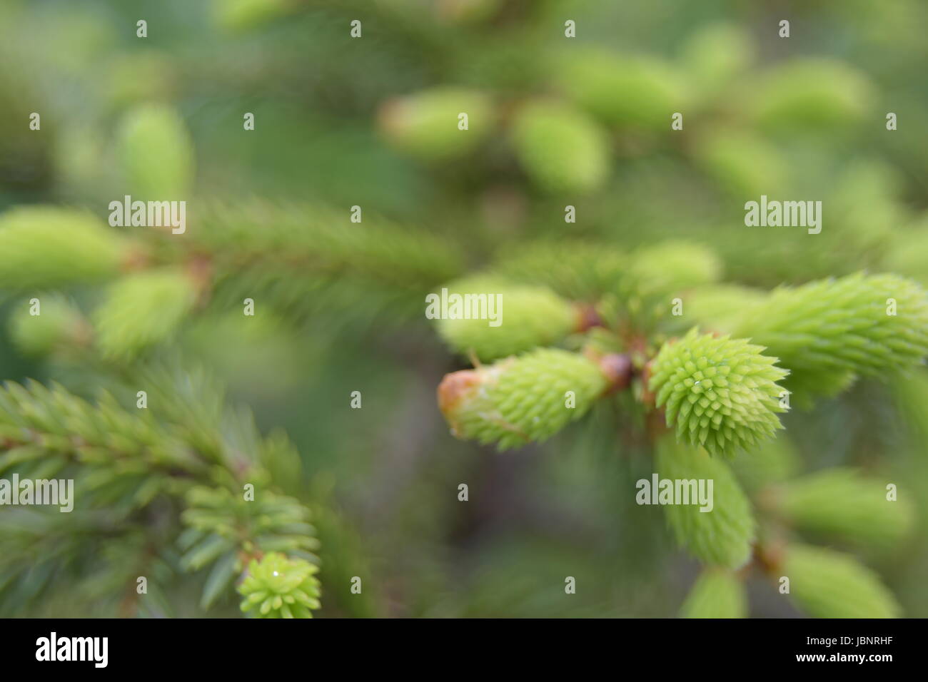 Young spruce tips hi-res stock photography and images - Alamy