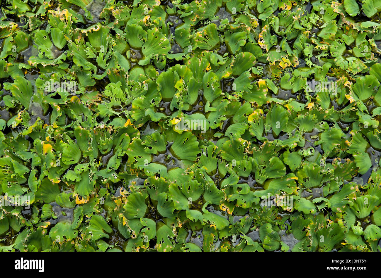 Aquatic Weed background - Backdrop of overgrown of aquatic weed, known ...