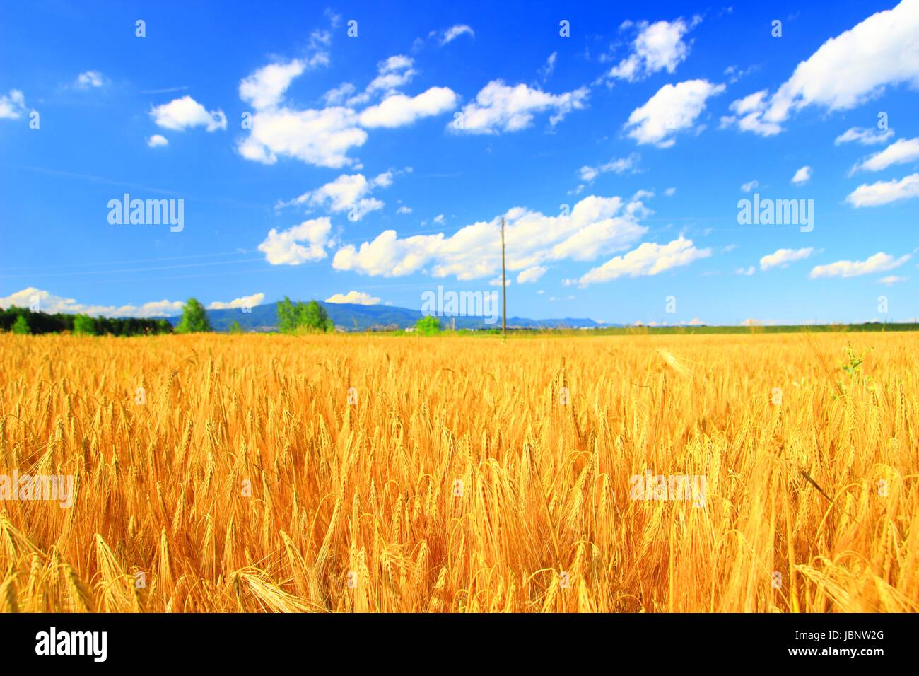 Wheat field, golden colored, mature phase Stock Photo - Alamy